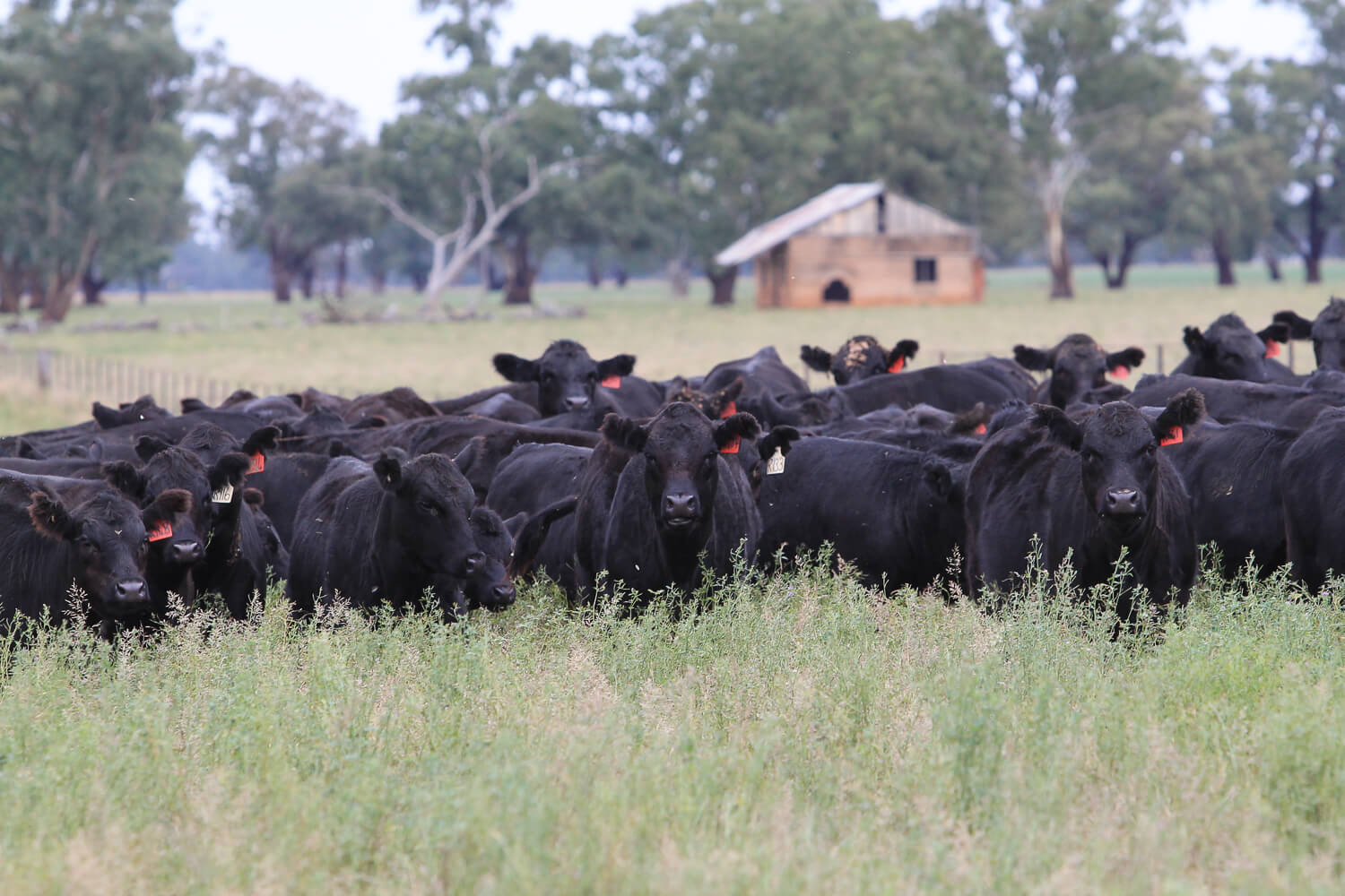 Milong Angus Stud