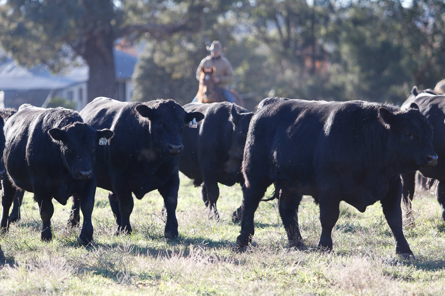Milong Angus Stud